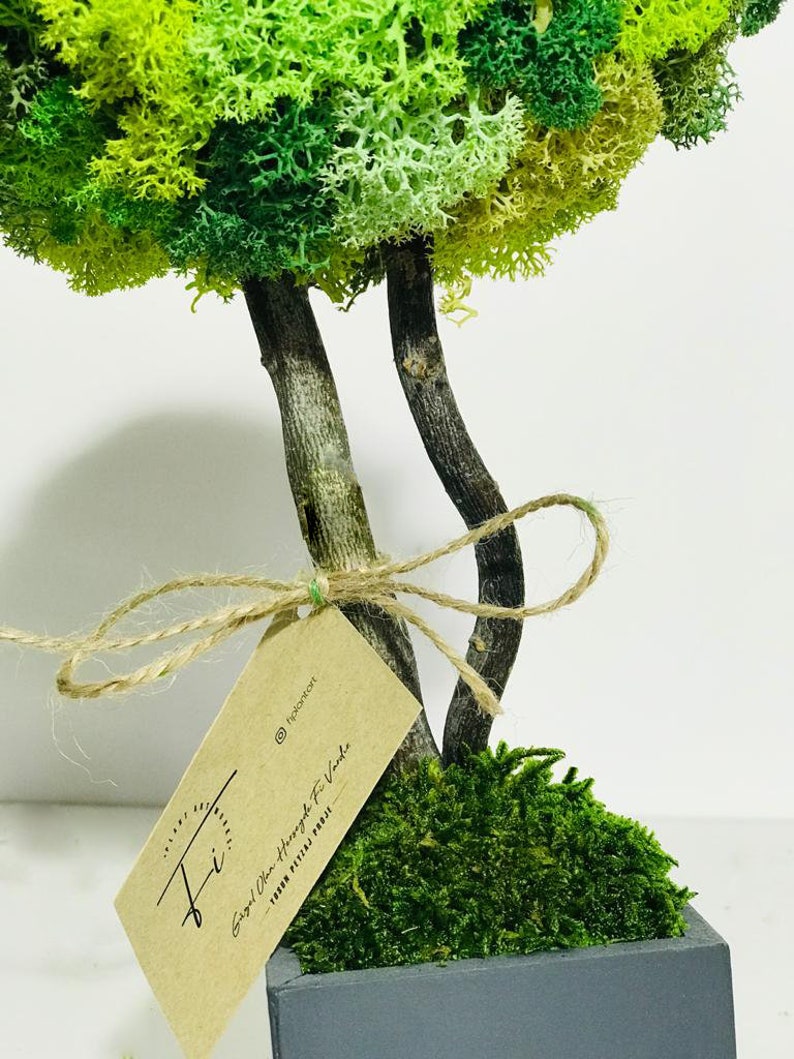Tiny Moss Tree Moss Art Decoration Preserved Colored Moss - Etsy