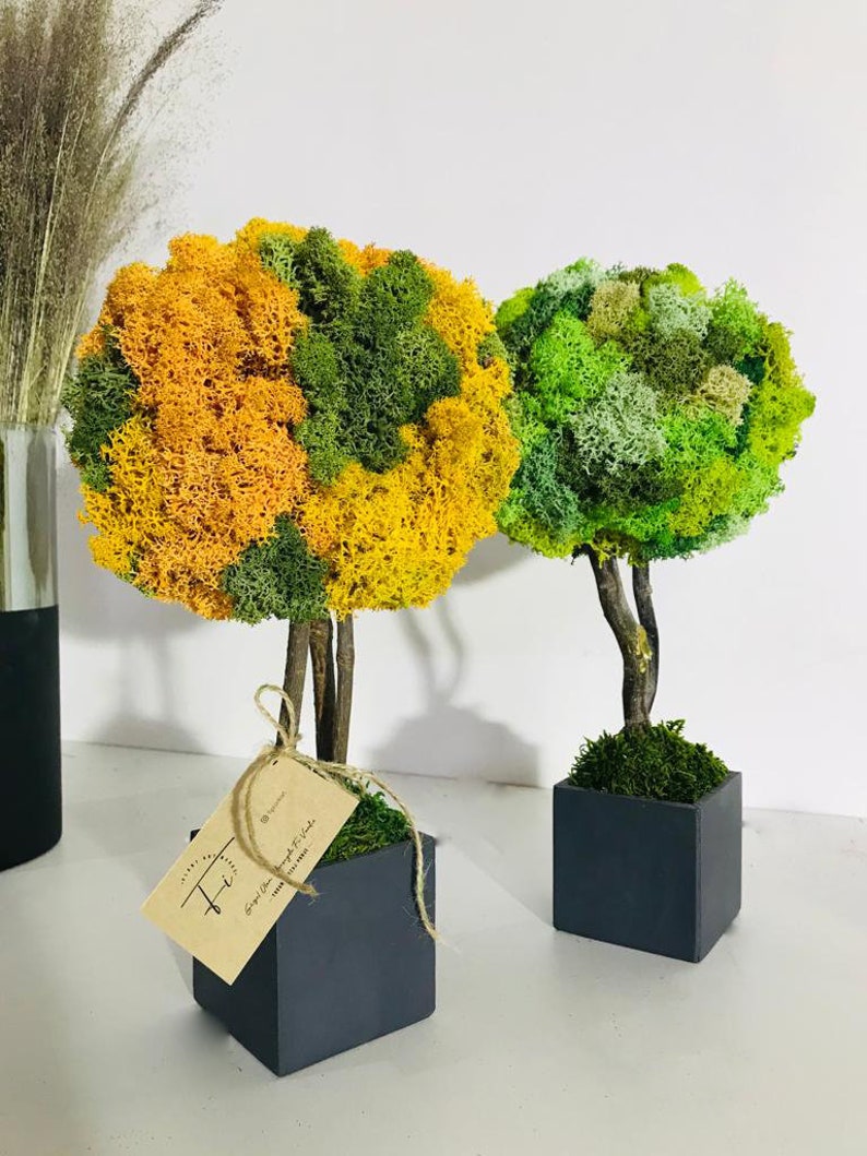 Tiny Moss Tree Moss Art Decoration Preserved Colored Moss - Etsy