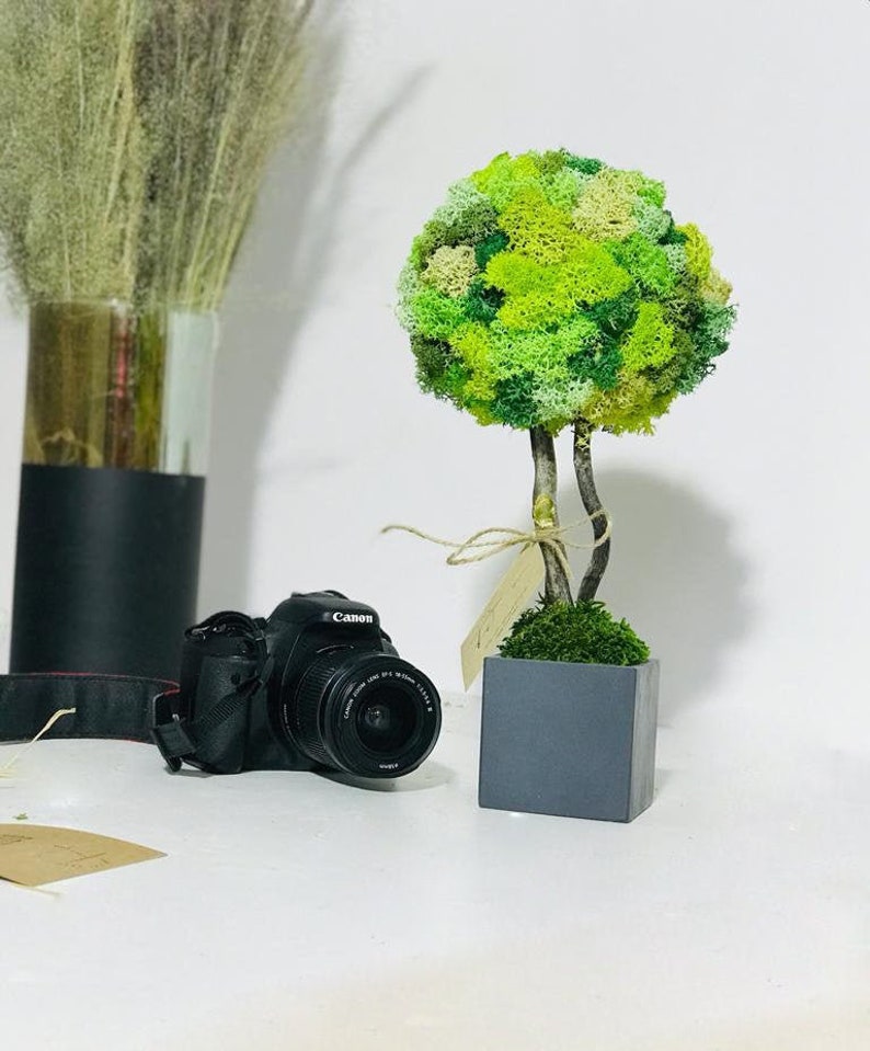 Tiny Moss Tree Moss Art Decoration Preserved Colored Moss - Etsy