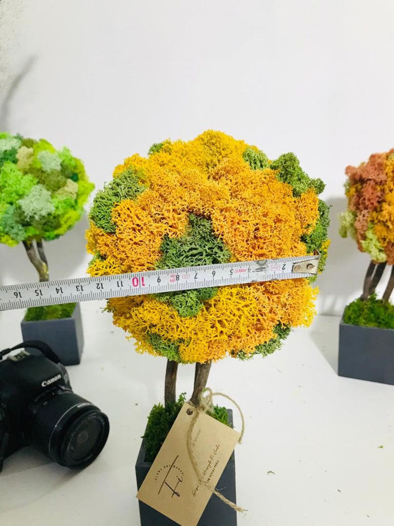 Tiny Moss Tree Moss Art Decoration Preserved Colored Moss - Etsy