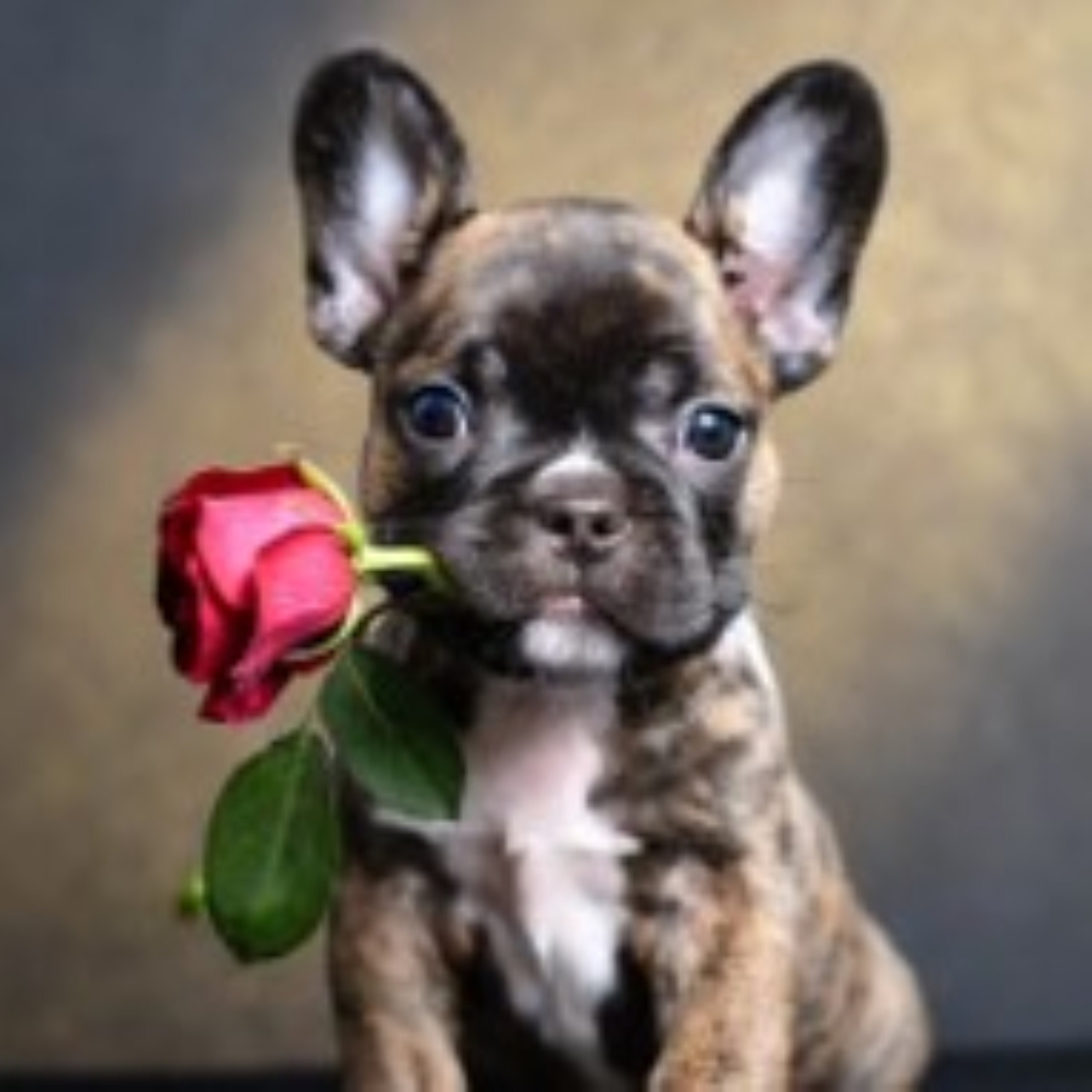 All Things Frenchie - Group 1 - Etsy