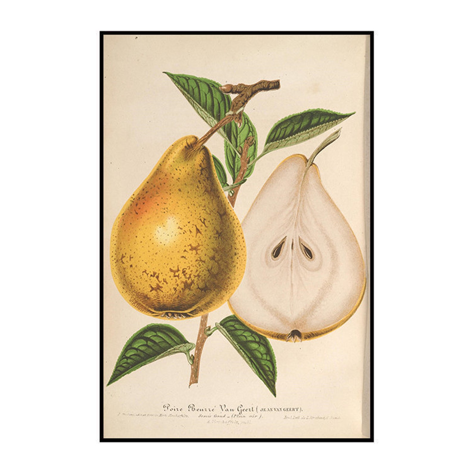 Fruit Pears poster Home Decor Silk Photo Prints Picture No | Etsy