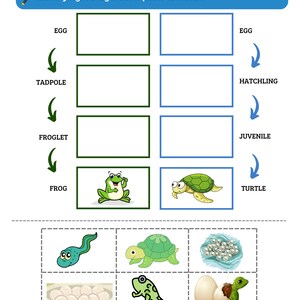 15 Life Cycles Butterfly Lifecycle Sunflower Lifecycle Frog - Etsy