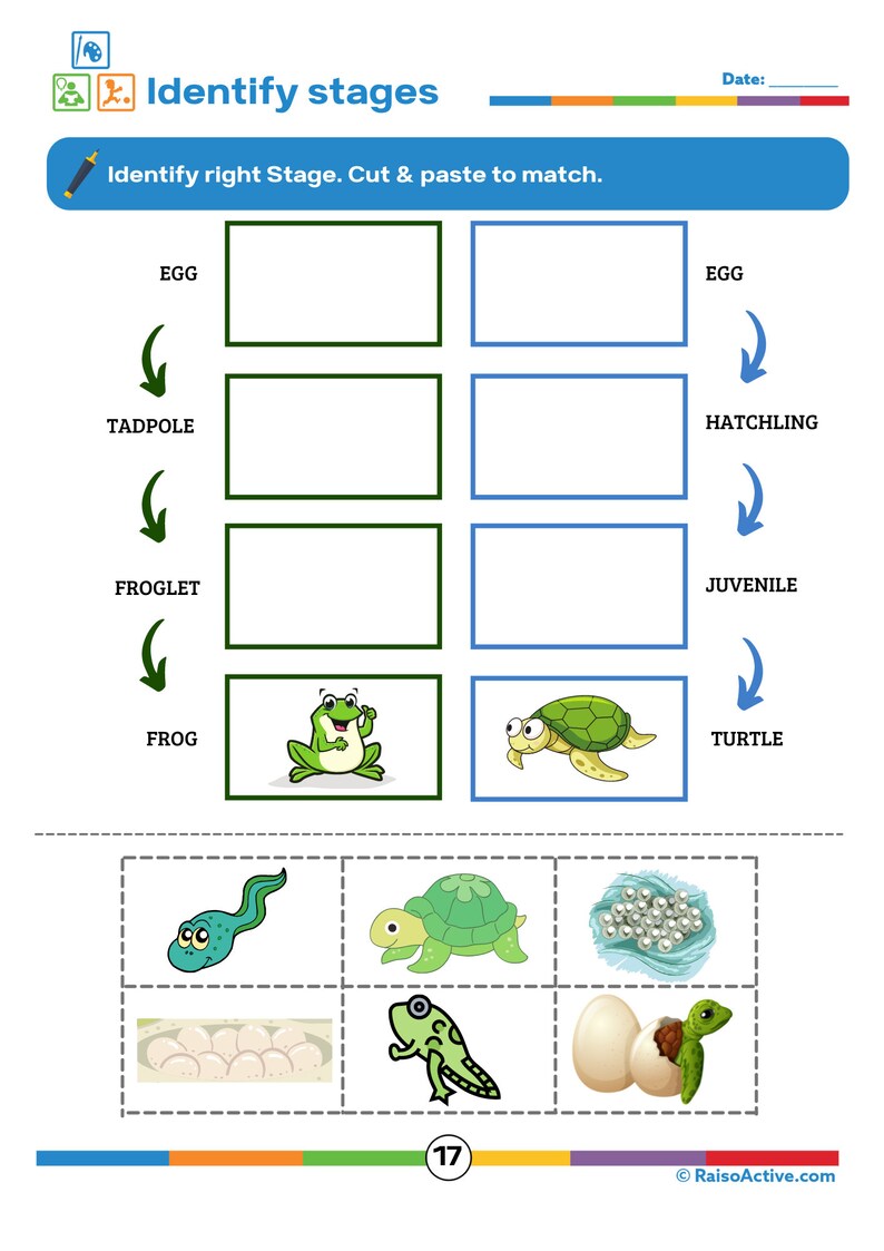 15 Life Cycles Butterfly Lifecycle Sunflower Lifecycle Frog - Etsy