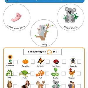 15 Life Cycles Butterfly Lifecycle Sunflower Lifecycle Frog - Etsy