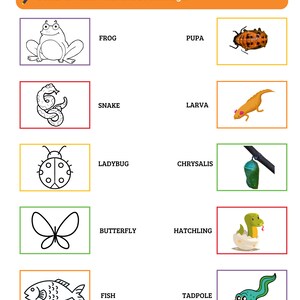 15 Life Cycles Butterfly Lifecycle Sunflower Lifecycle Frog - Etsy