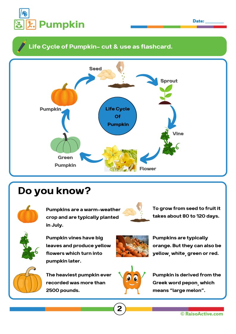 15 Life Cycles Butterfly Lifecycle Sunflower Lifecycle Frog - Etsy