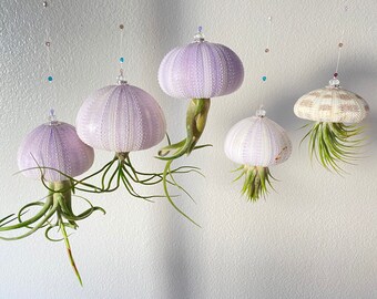Shell Plant Hanger - Etsy