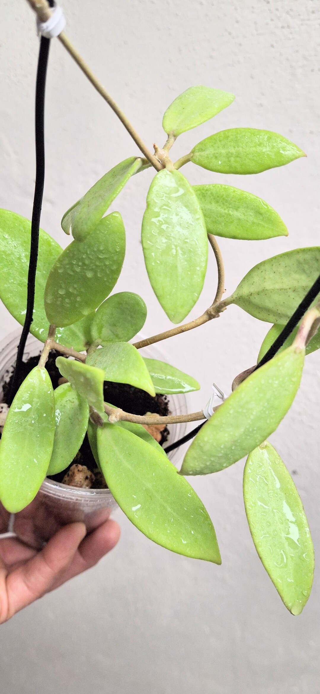 Hoya 'silver Lady' Xiaojie-003 Full Silver Small Leaves Hoya Plant ...