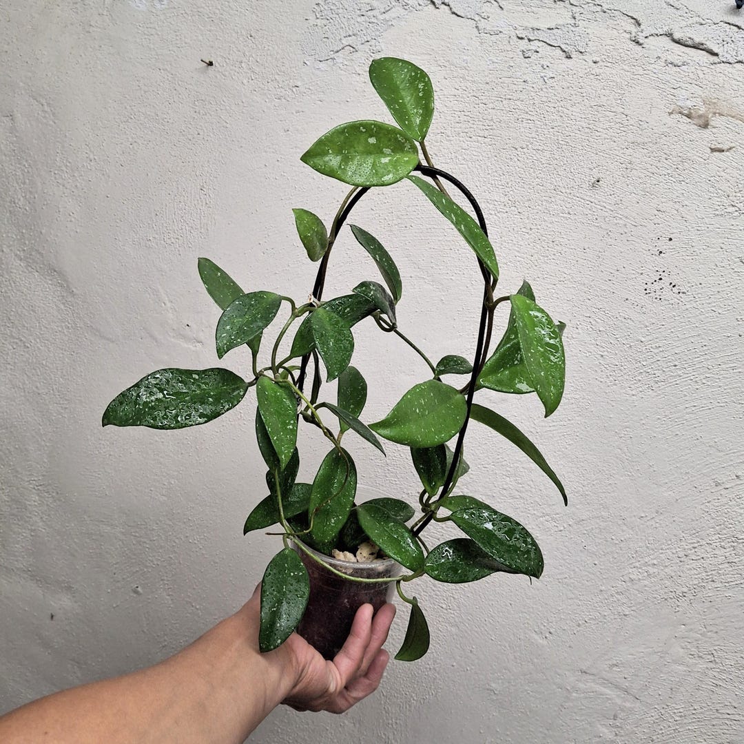 Large Hoya Dalton Henry Splashy Fully Rooted Large Plant in 3.5" Pot ...