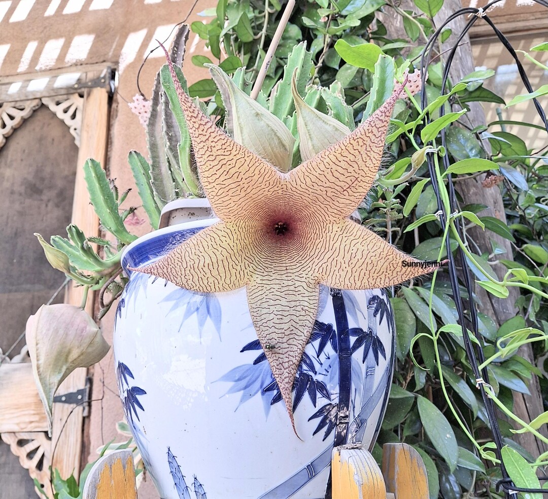 Large Stapelia Gigantea Zulu Giant Carrion Plant and Toad Starfish ...