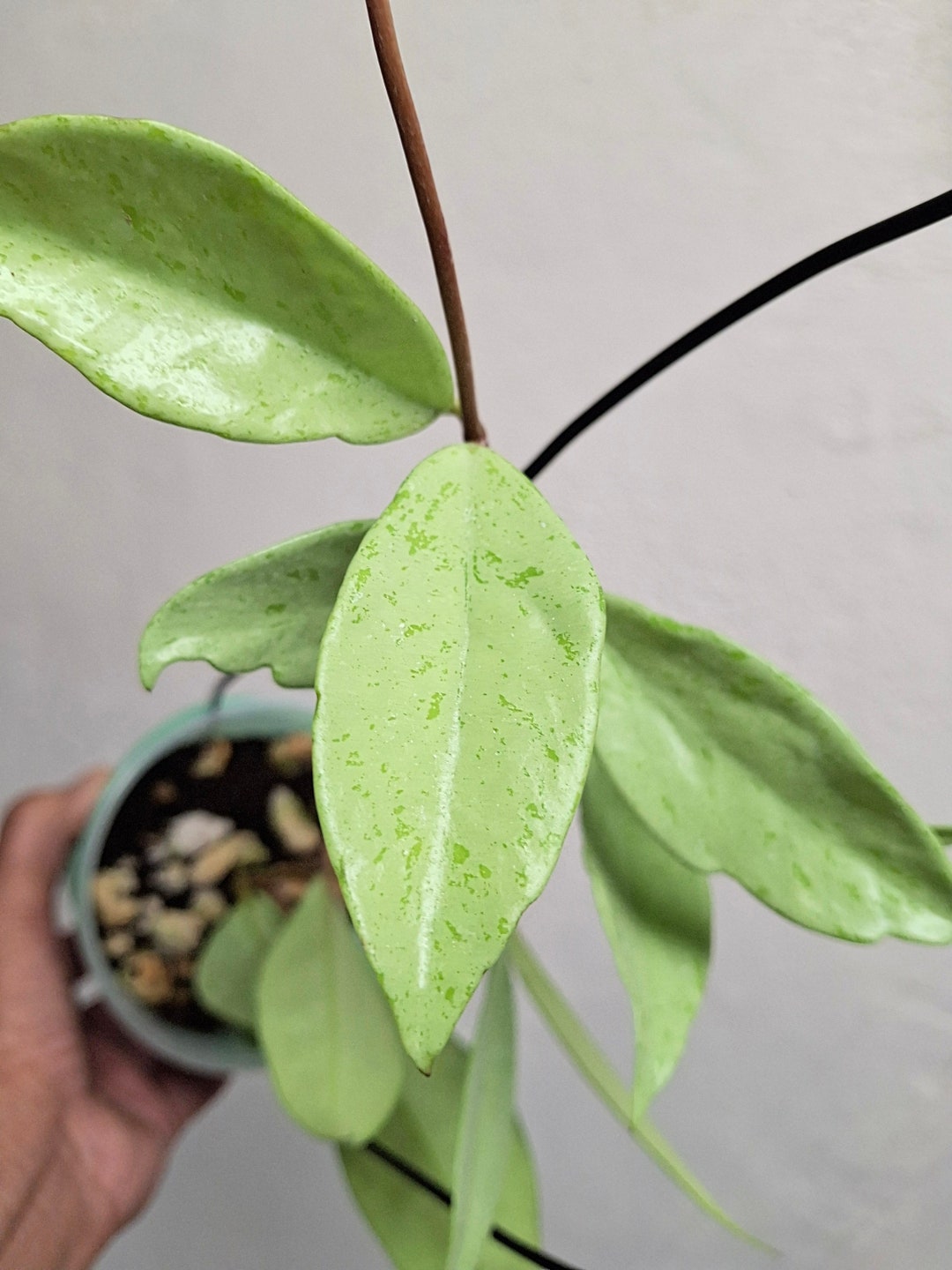 Ghost Hoya Pubicalyx Pink Silver Ghost Stable Full Silver Splash, Rare Unicorn Hoya Pubicalyx ...