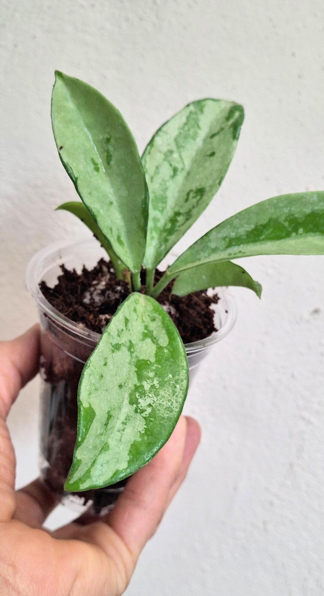 Hoya AH-074 Silver High Splash, Rare Full Silver Hoya Carnosa AH 074 ...