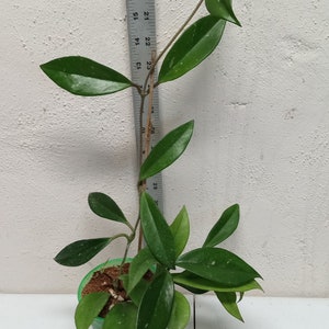 Large Hoya Skinneriana Fully Rooted Plant in Pot Actively - Etsy