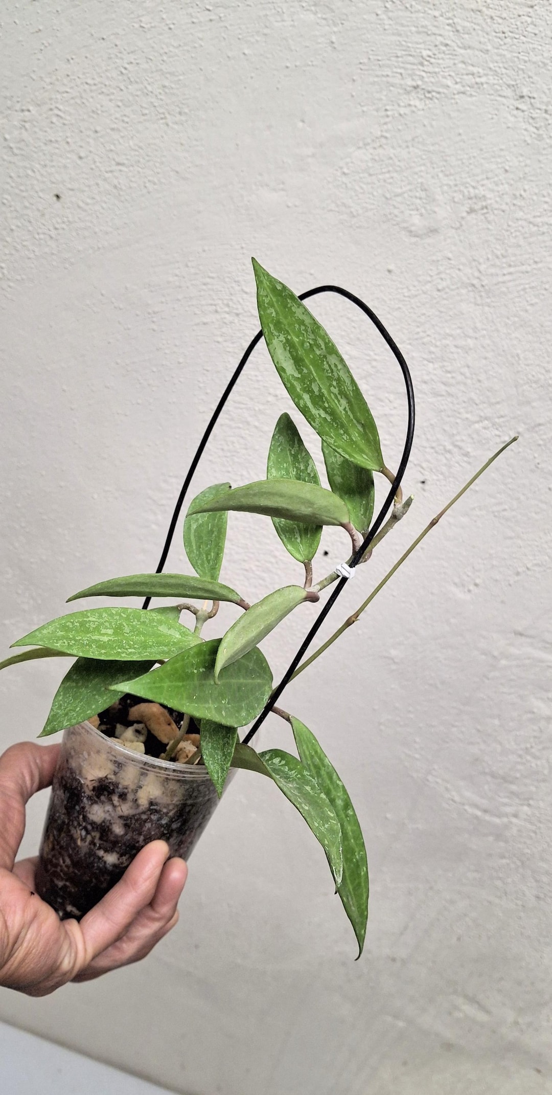 Large Sp. Rangsan, Hoya Latifolia Rangsan Has a Lot of Splash Fully ...