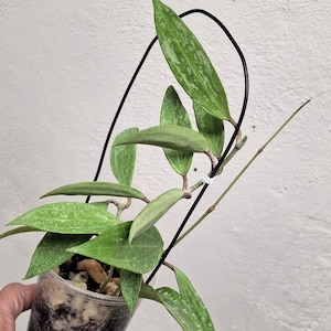 Large Sp. Rangsan, Hoya Latifolia Rangsan Has a Lot of Splash Fully ...