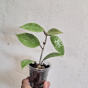 Hoya Sp. Rangsan, Hoya Latifolia Rangsan Has a Lot of Splash Fully ...