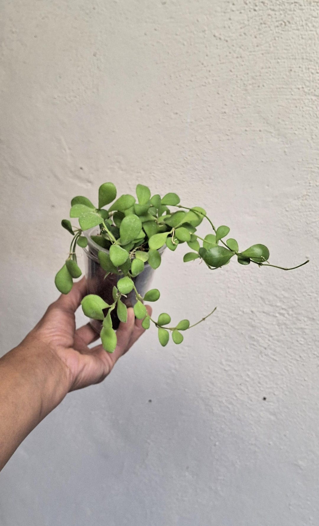Hoya Bilobata Also Known as Hoya Panchoi Fully Rooted Plant Small Leaf ...