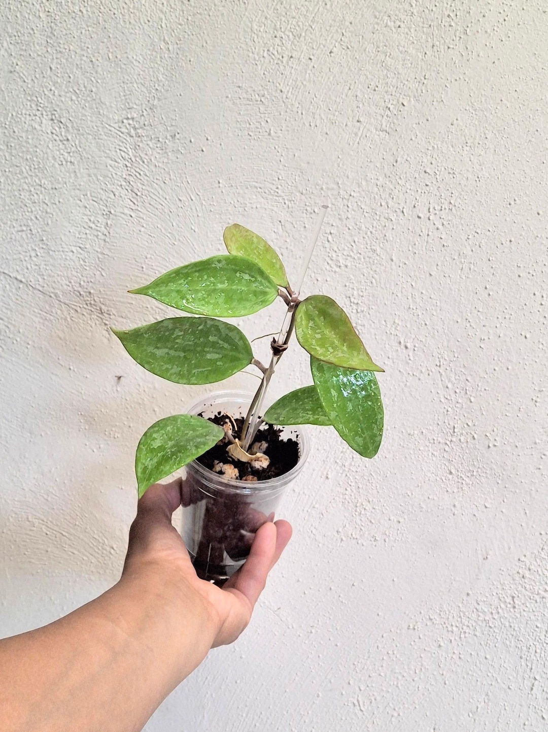 Hoya Sp. Rangsan, Hoya Latifolia Rangsan Has a Lot of Splash Fully ...