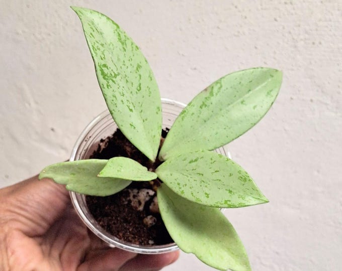 Ghost Hoya Pubicalyx Pink Silver Ghost Stable Full Silver Splash, Rare Unicorn Hoya Pubicalyx ...