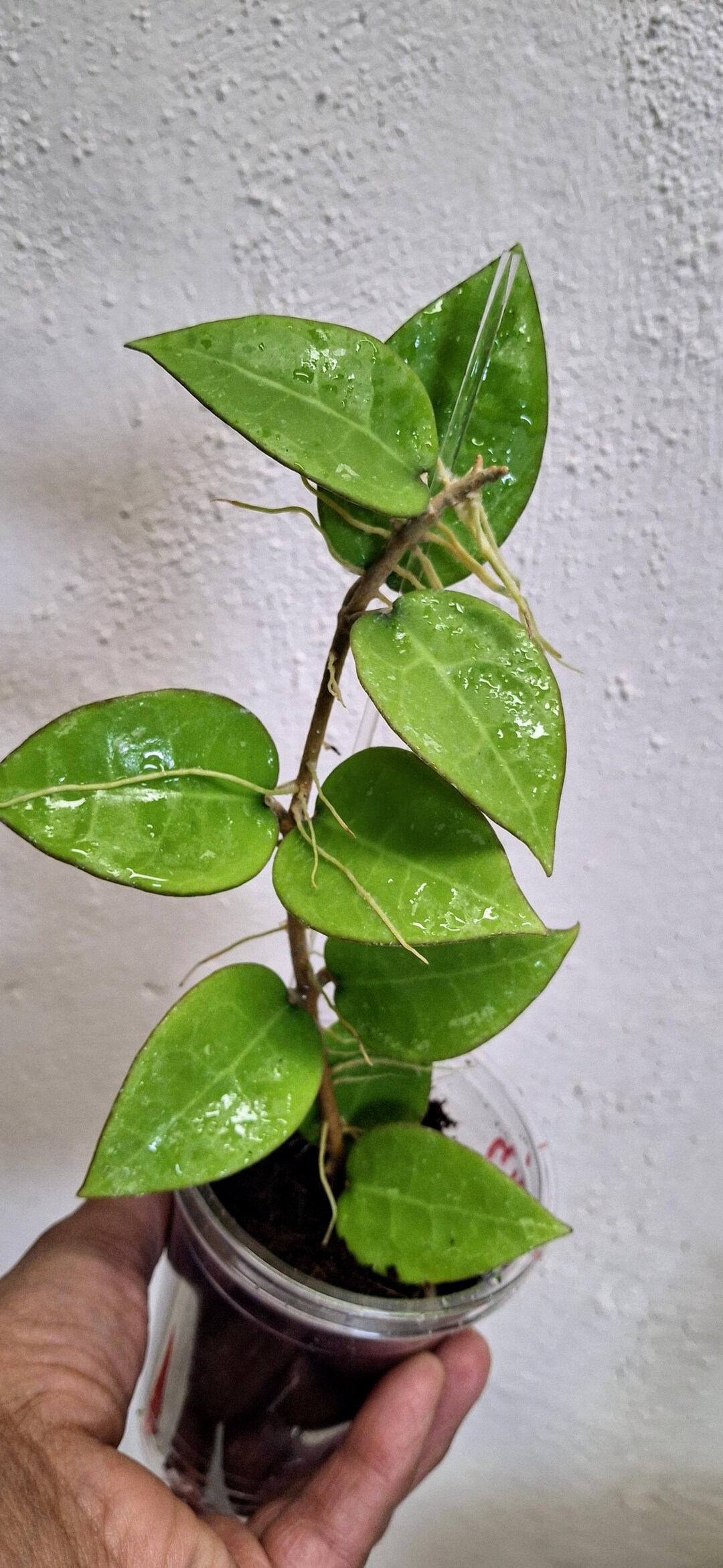 Hoya Verticillata Black Margin, Hoya Parasitica Black Margin, Rare ...