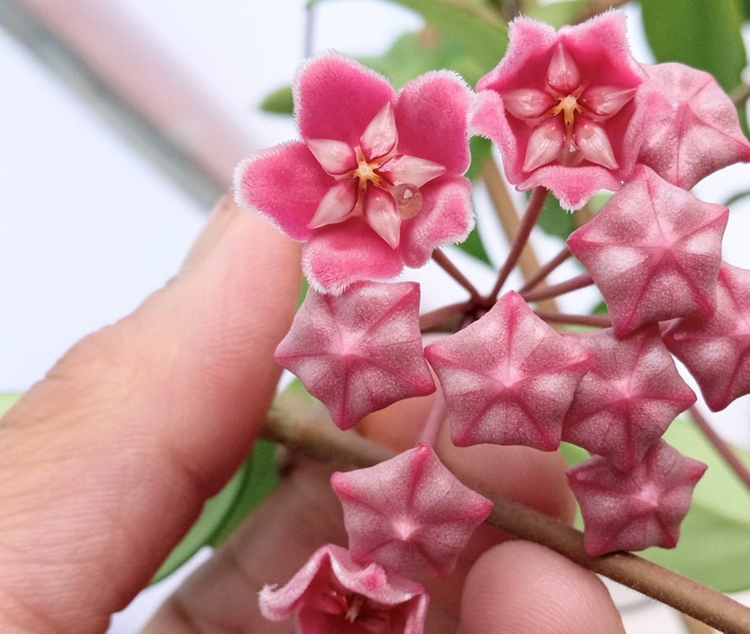 Large Hoya Skinneriana Fully Rooted Plant in Pot Actively - Etsy