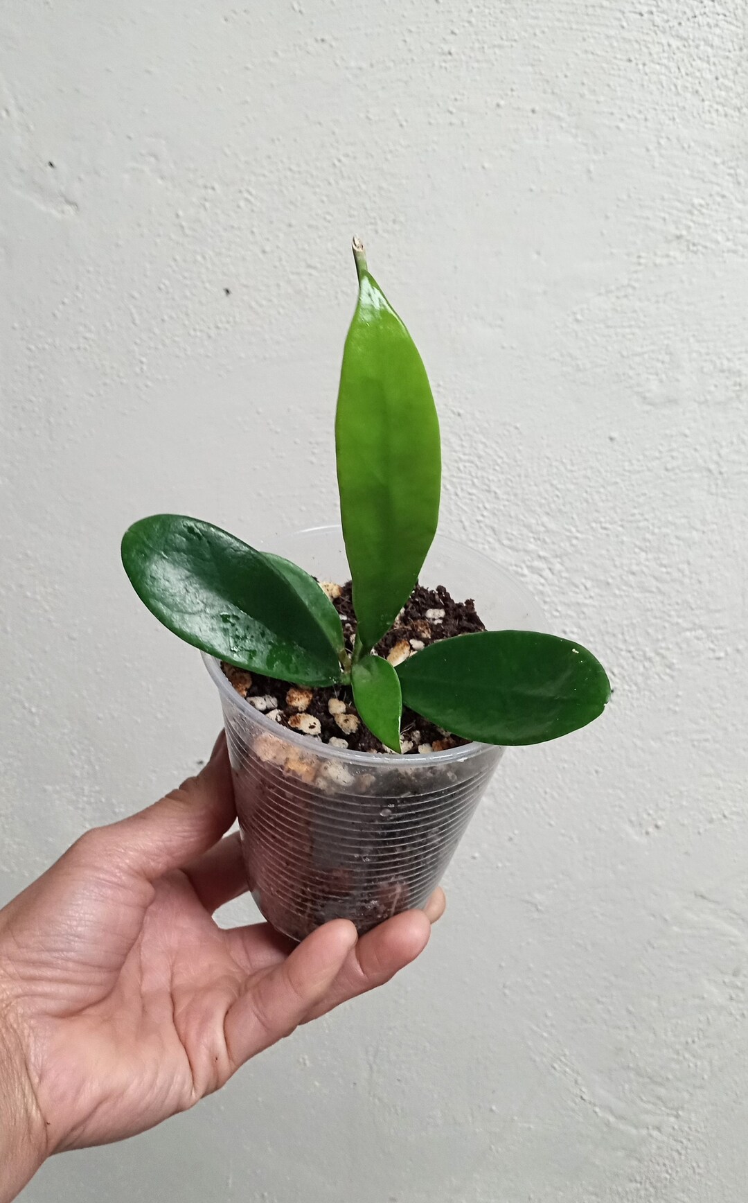 Hoya Melifua Fully Rooted Established Plant in Pot Actively Growing ...