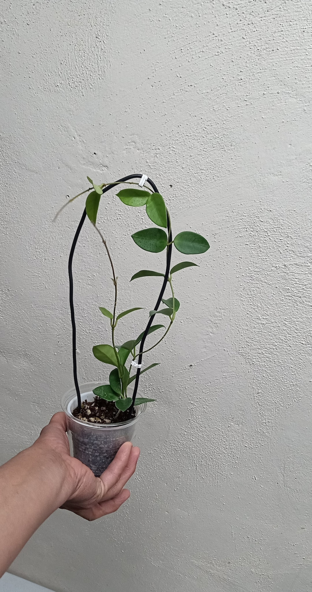 Hoya 'chouke' Fully Rooted Established Plant Actively Growing ...
