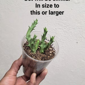 Orbea Semota Var. Lutea Rare Unusual Life Saver Plant Asclepiadaceae ...