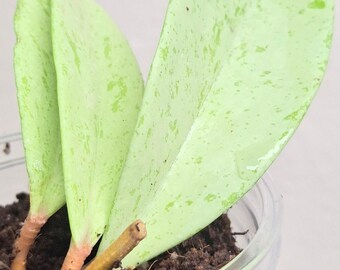 Ghost Hoya Pubicalyx Pink Silver Ghost Stable Full Silver Splash, Rare Unicorn Hoya Pubicalyx ...