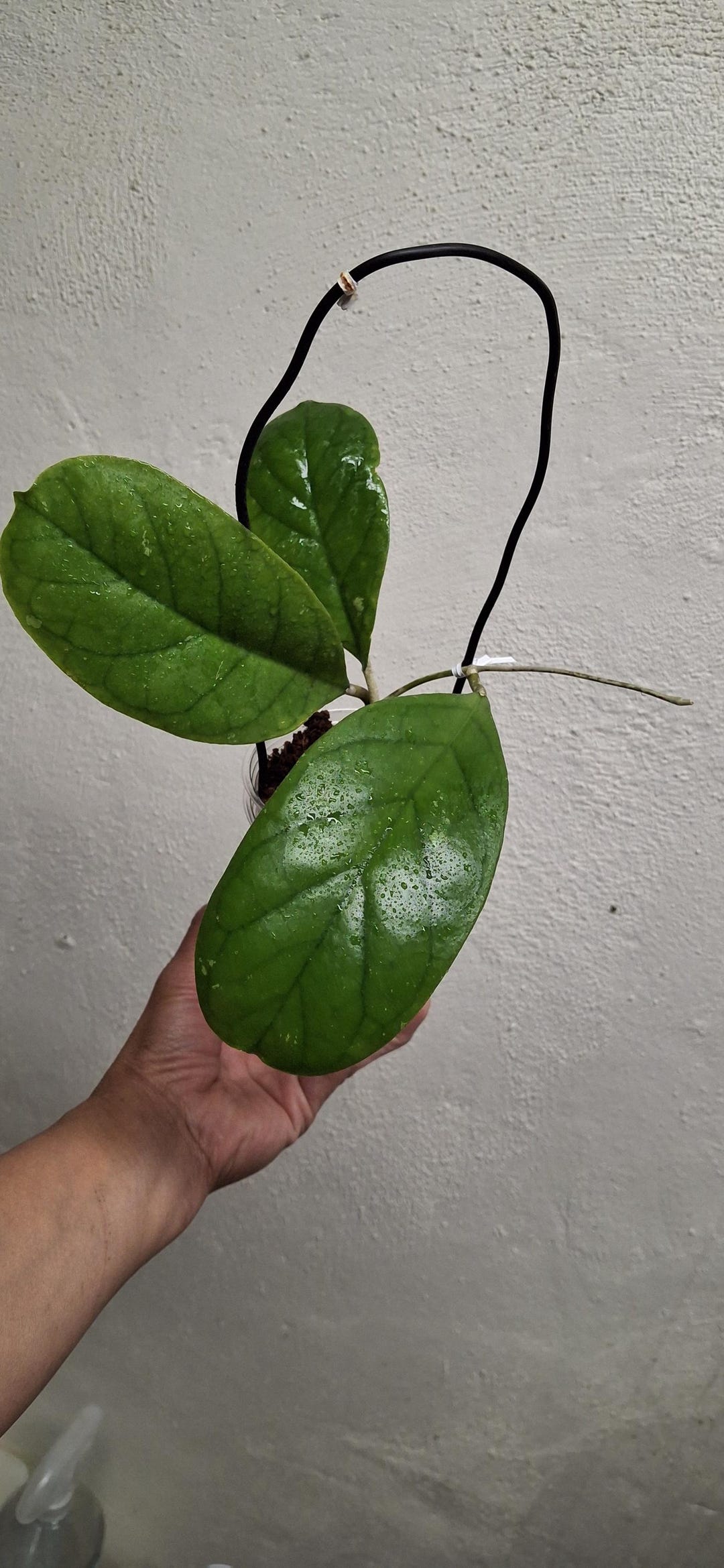 Giant Leaf Hoya Cv. Viola Fully Rooted Plant Actively Growing ...