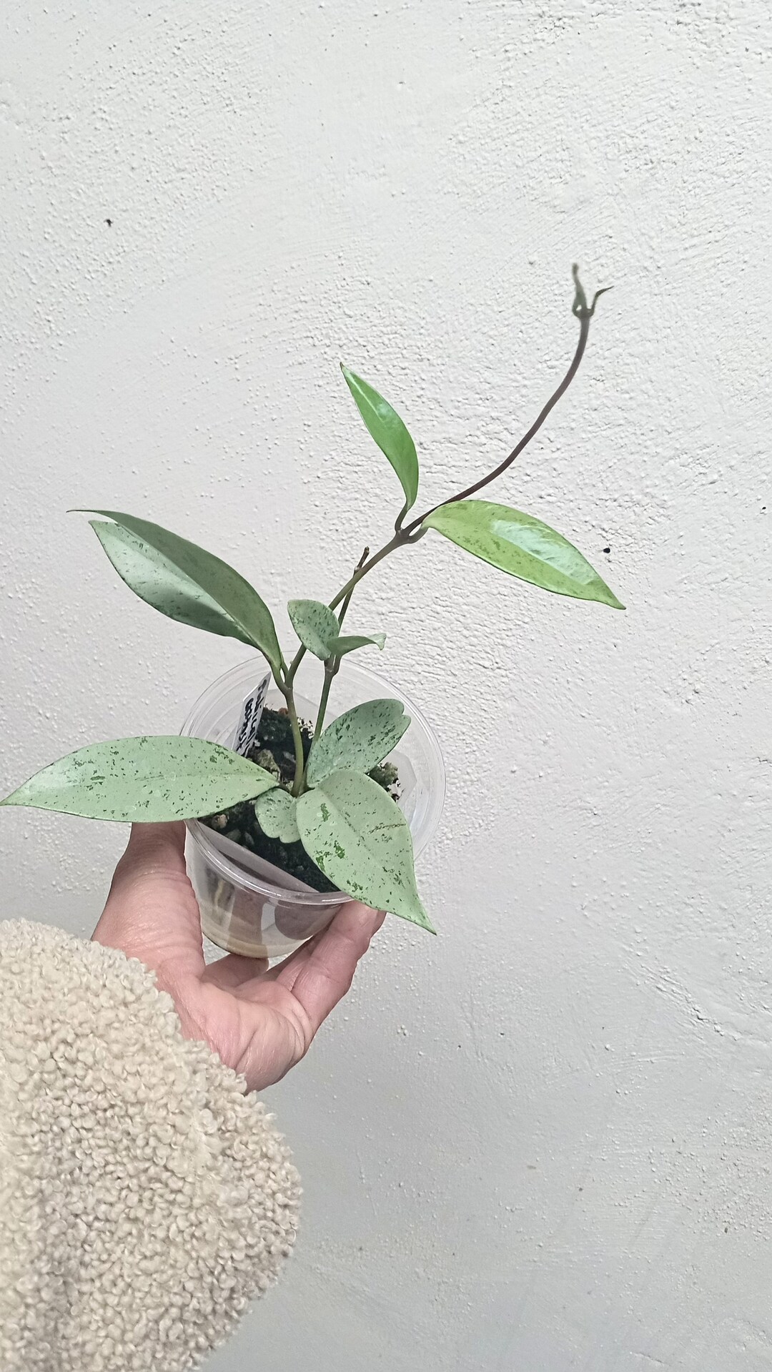 Ghost Hoya Pubicalyx Pink Silver Ghost Stable Full Silver Splash, Rare ...