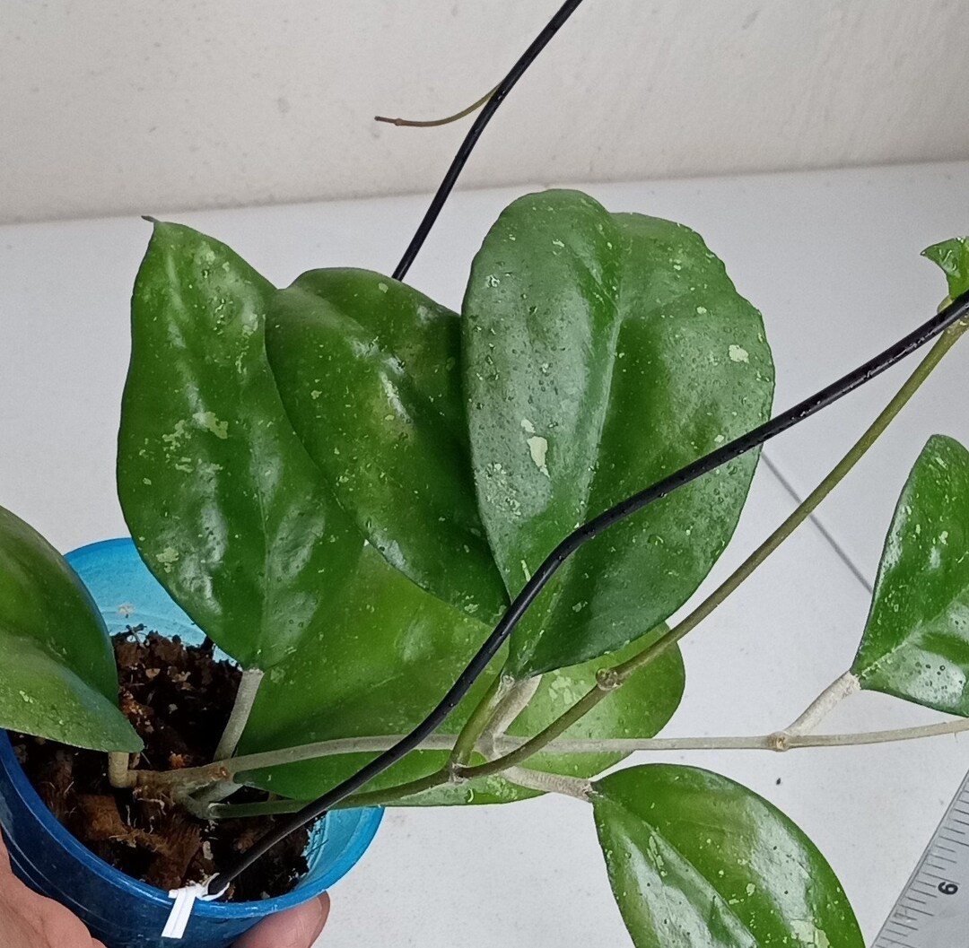 Large Hoya Cv. Joy Splash Established Plant Long Tendril, Rare Hoya ...