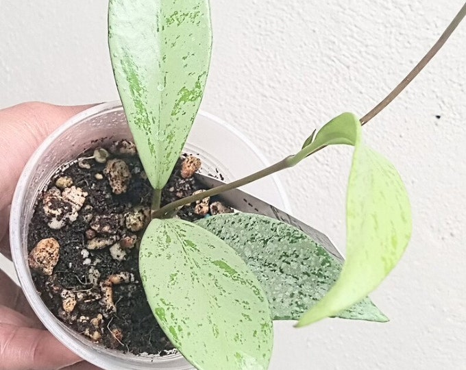 Ghost Hoya Pubicalyx Pink Silver Ghost Stable Full Silver Splash, Rare ...