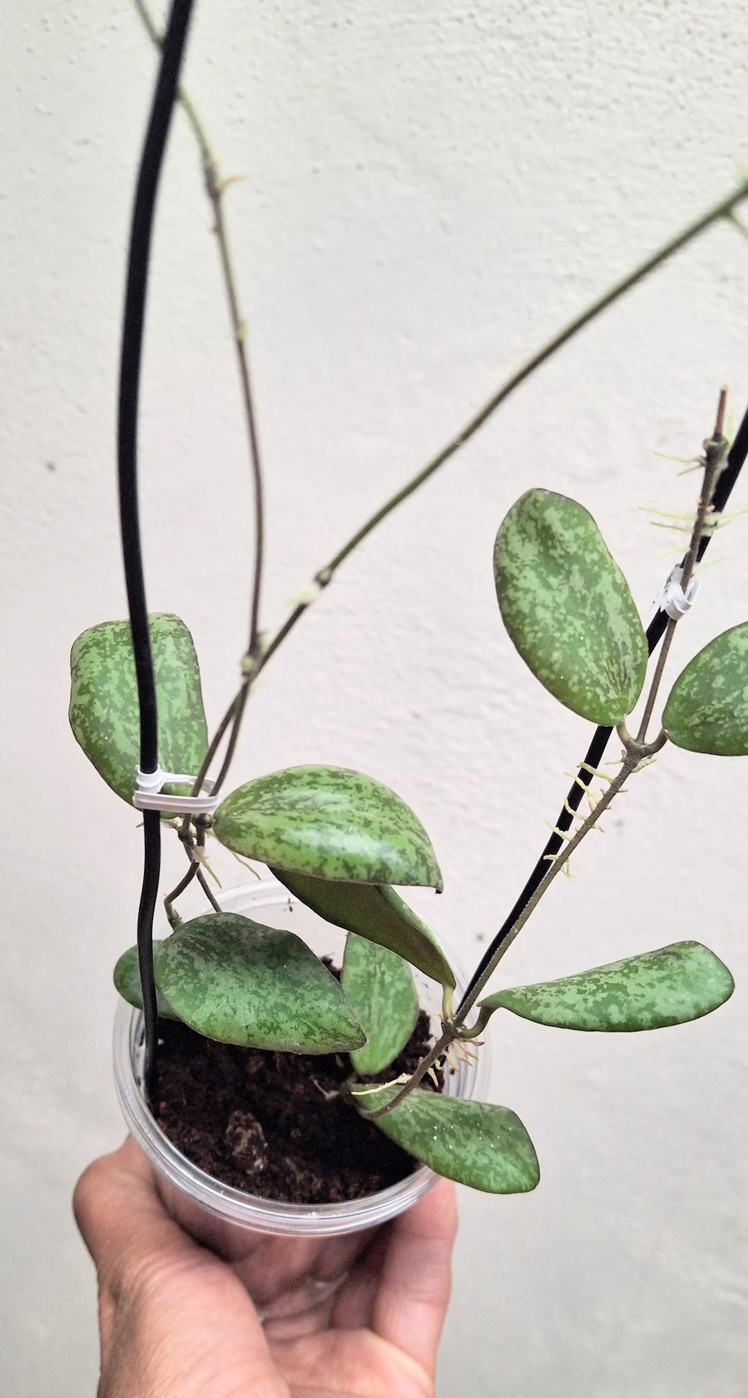 Hoya Sigillatis AH001 Silver Sp. Borneo High Splash, Rare Uncommon ...