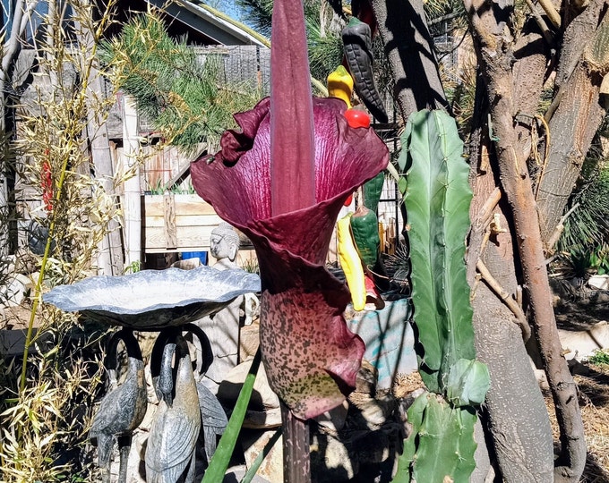 2 Years Old GORDON'S GOLD Voodoo Lily Amorphophallus Konjac Corpse ...