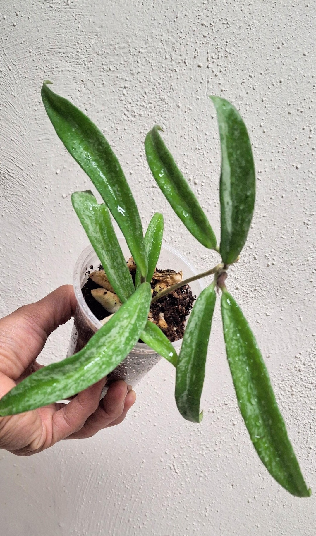 Hoya 'minibell' High Splash Actively Growing Fully Rotted Established ...