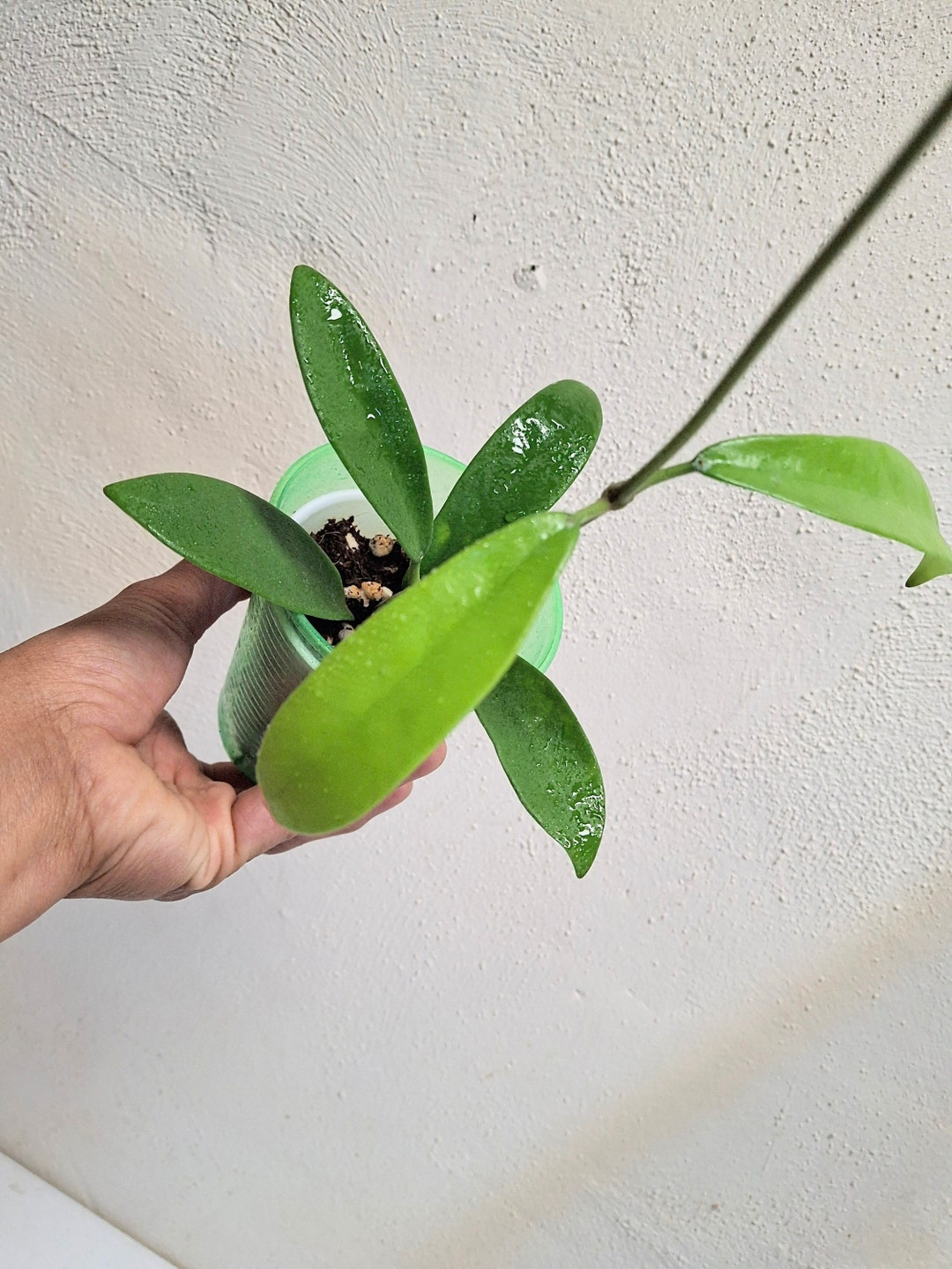 Hoya Melifua Fully Rooted Established Plant in Pot Actively Growing ...
