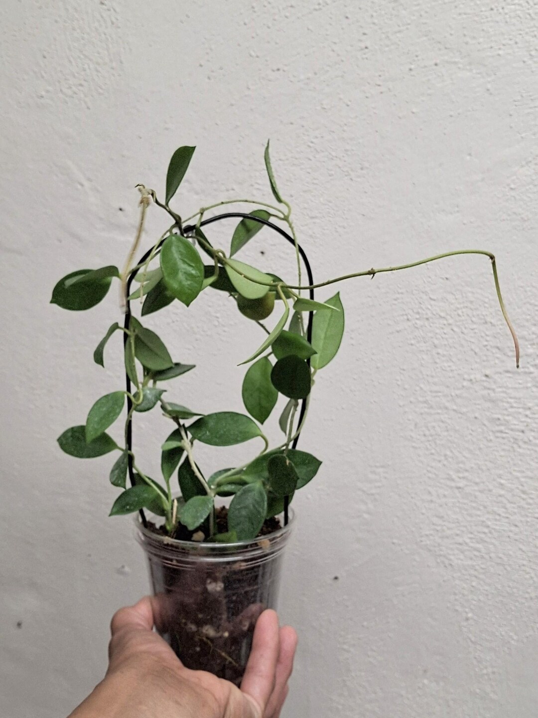 Hoya 'chouke' Fully Rooted Established Plant Actively Growing ...