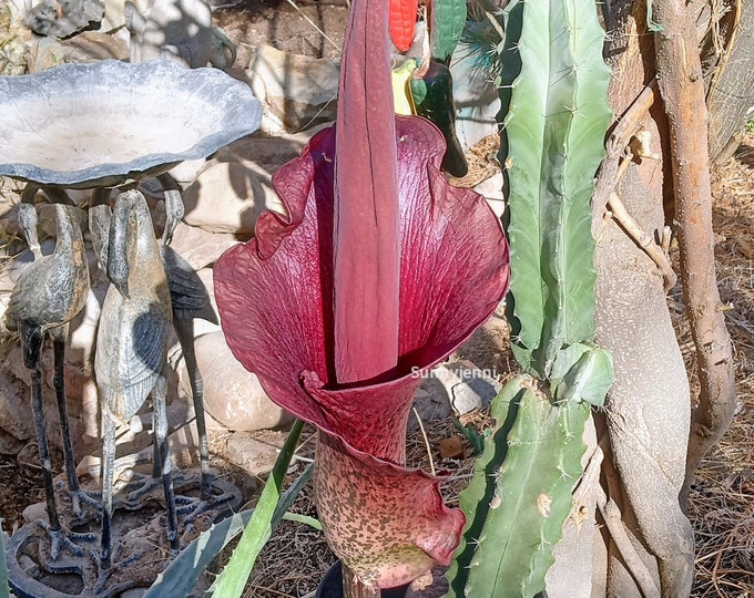 1 Year Old GORDON'S GOLD Voodoo Lily Amorphophallus Konjac Plant,rare ...