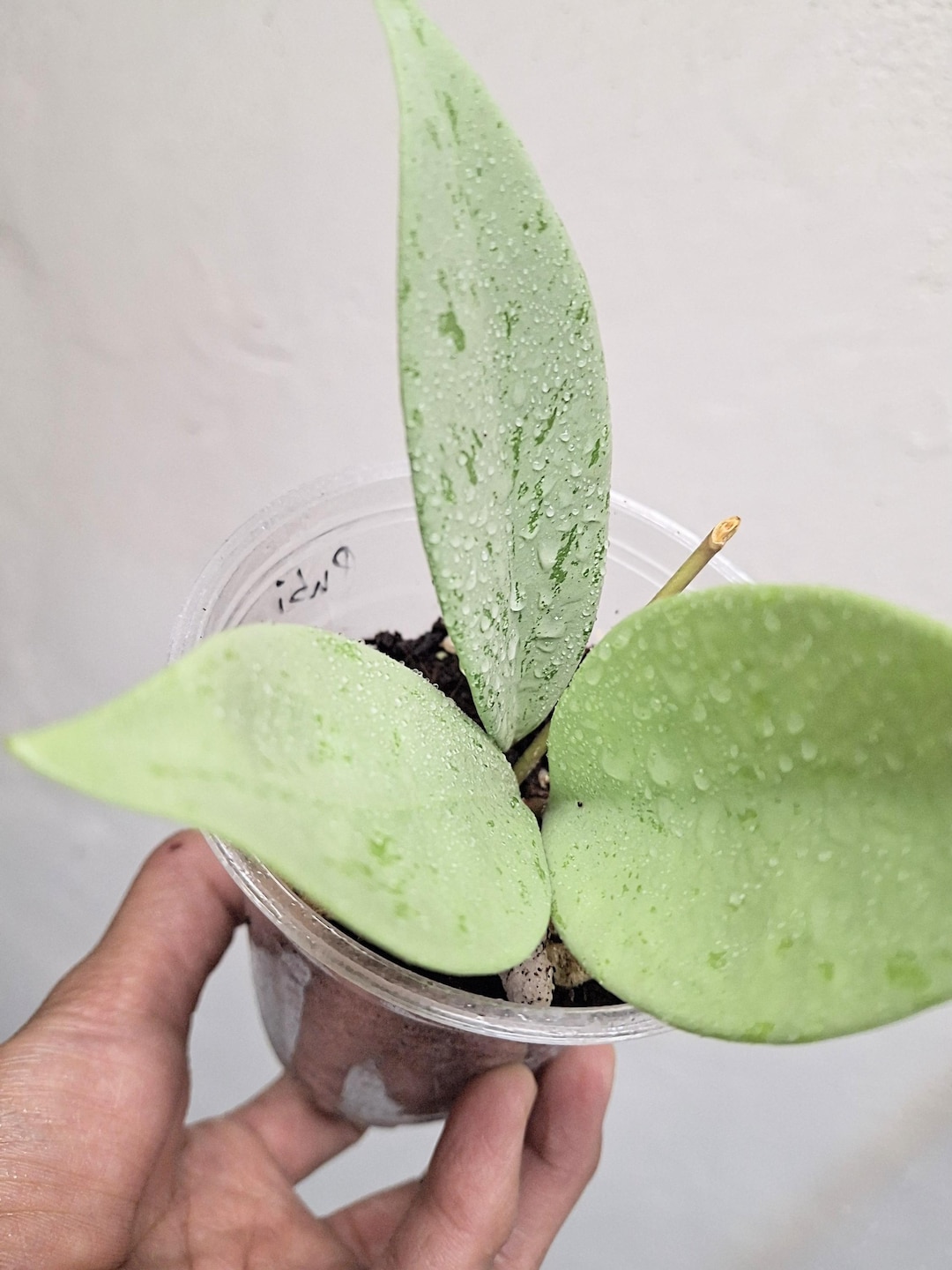 Ghost Hoya Pubicalyx Pink Silver Ghost Stable Full Silver Splash, Rare Unicorn Hoya Pubicalyx ...