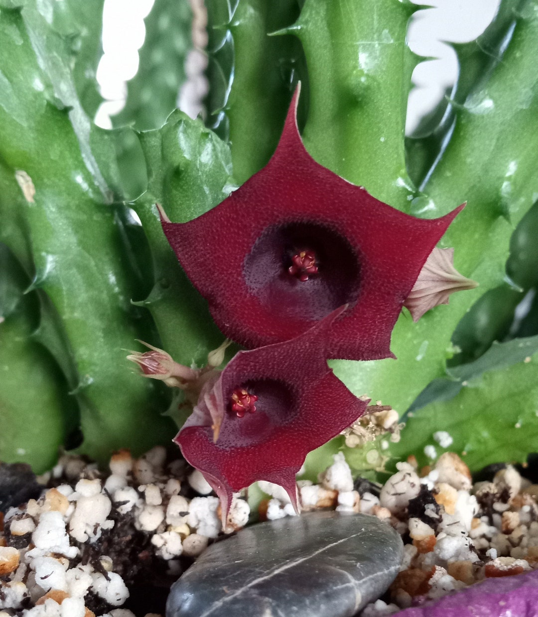 Two Cuttings Huernia Scheidneriana or Red Dragon Plant ,life Saver ...
