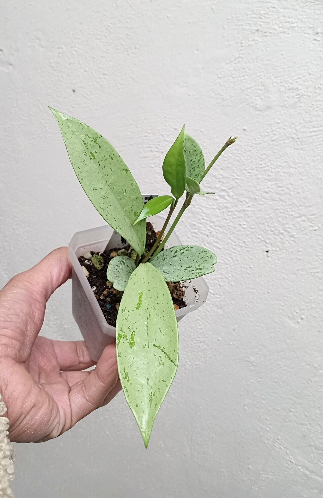 Ghost Hoya Pubicalyx Pink Silver Ghost Stable Full Silver Splash, Rare ...