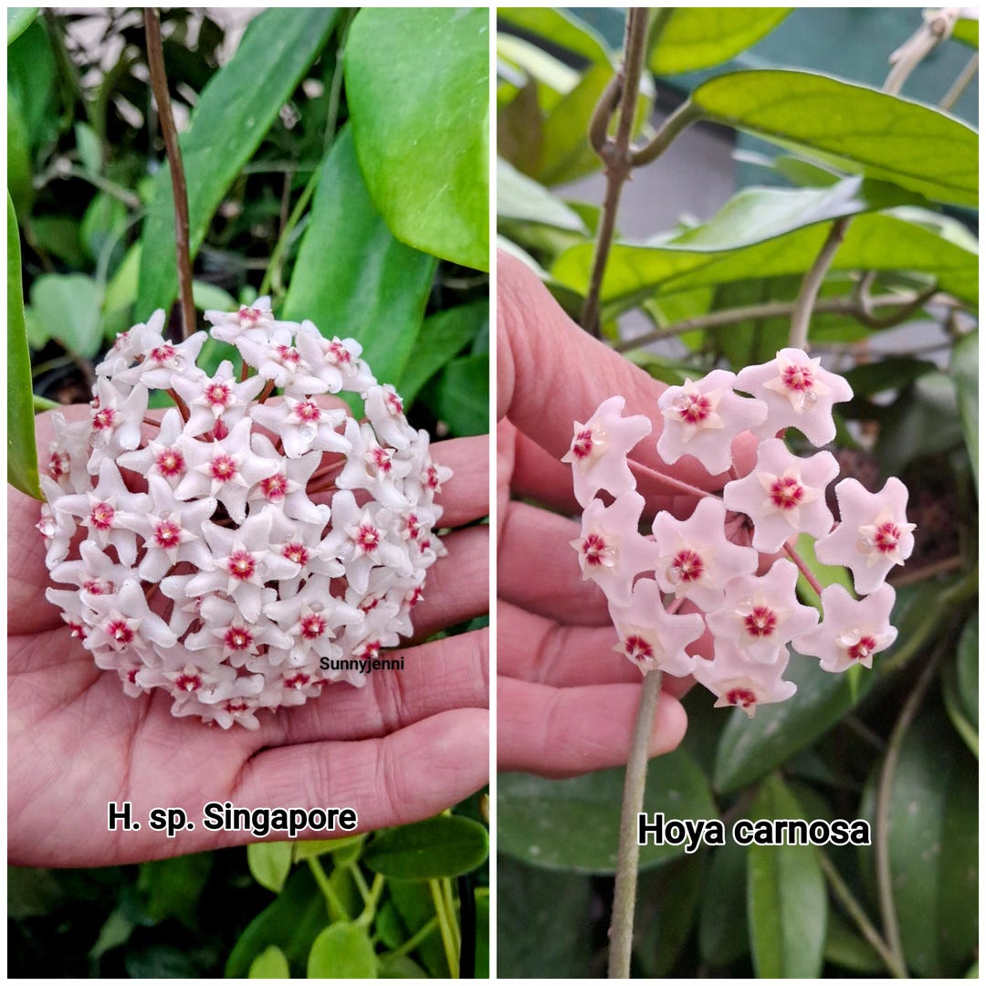 Hoya Sp. Singapore Rooted Plant Large Leaf Hoya, Rare Uncommon ...