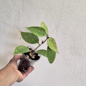 Hoya Sp. Rangsan, Hoya Latifolia Rangsan Has a Lot of Splash Fully ...