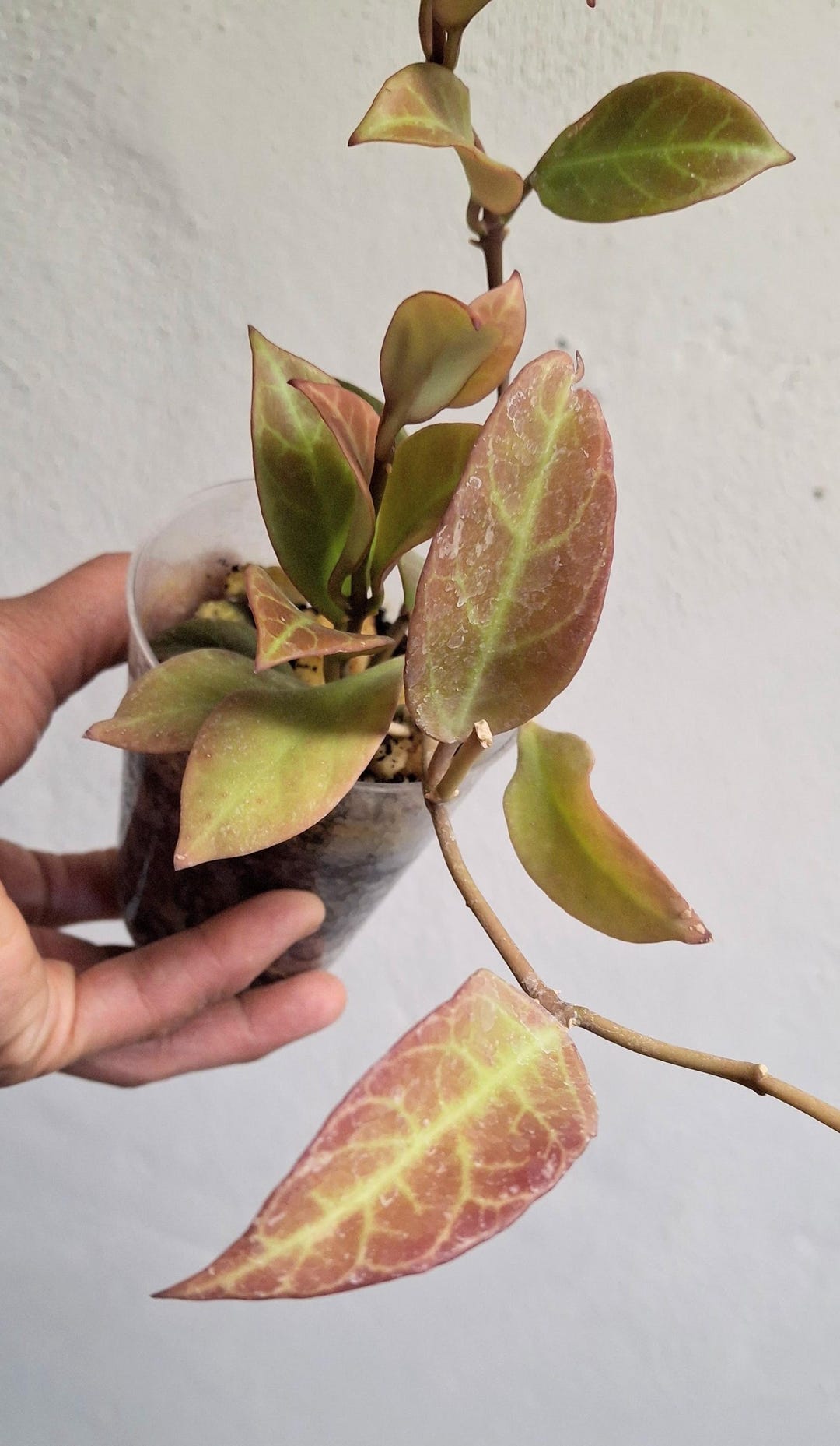 Hoya Cv. Sunrise Full Plant, Sunnyjenni Hoya,rare Hoya Plants, Rare ...