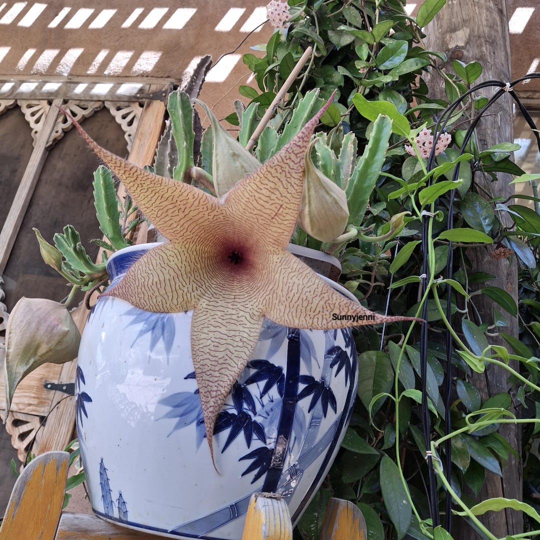 Large Stapelia Gigantea Zulu Giant Carrion Plant and Toad Starfish ...