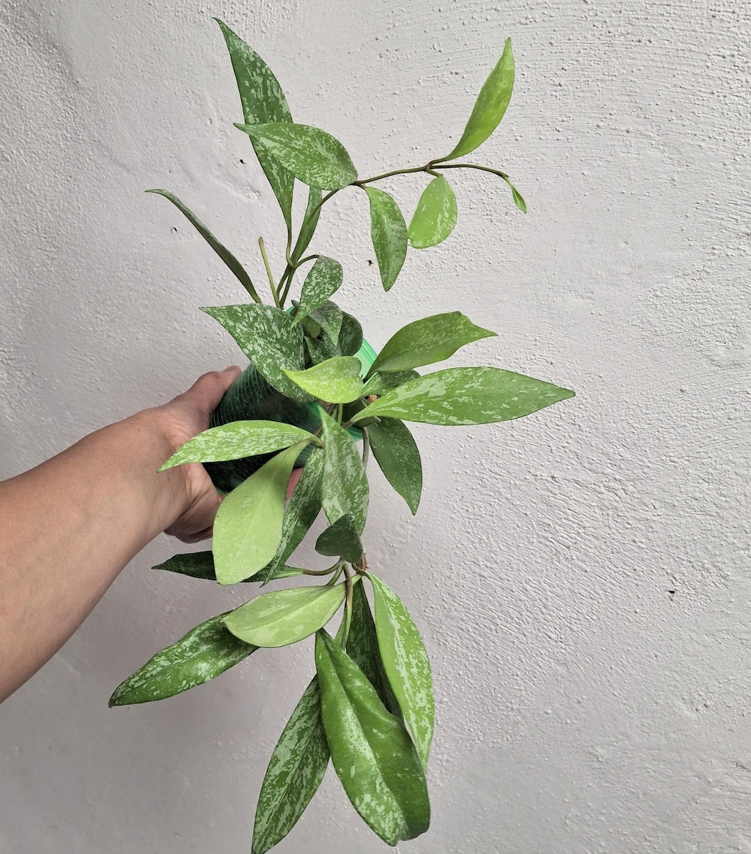 Hoya Pubicalyx High Splash Pink Silver Established Plant in a 3.5" Pot ...