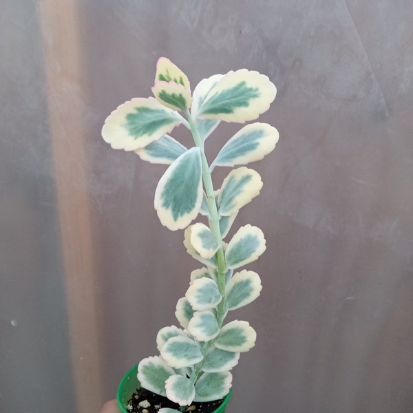 Variegated Kalanchoe - Etsy