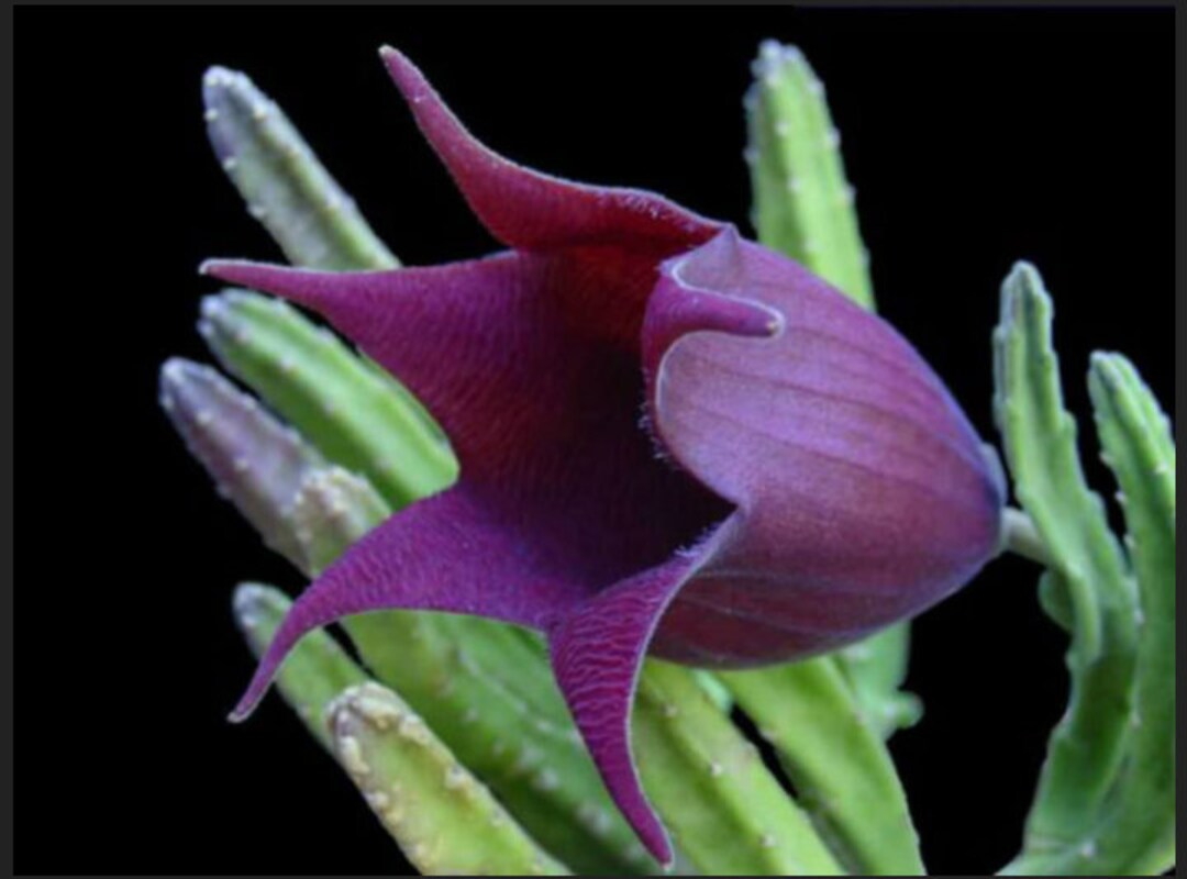 Stapelia Leendertziae Black Bell Maroon Cup Starfish Established Plant ...